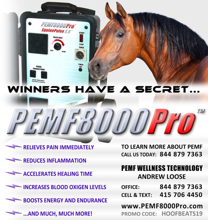 PEMF For Horses | PEMF Equine - PEMF8000